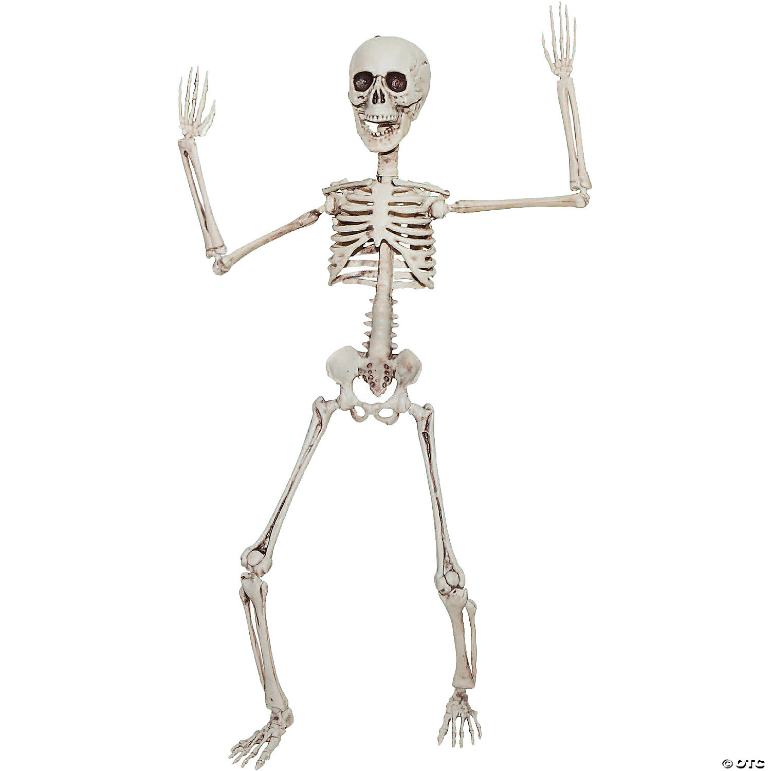 Poseable Skeleton - CostumePub.com